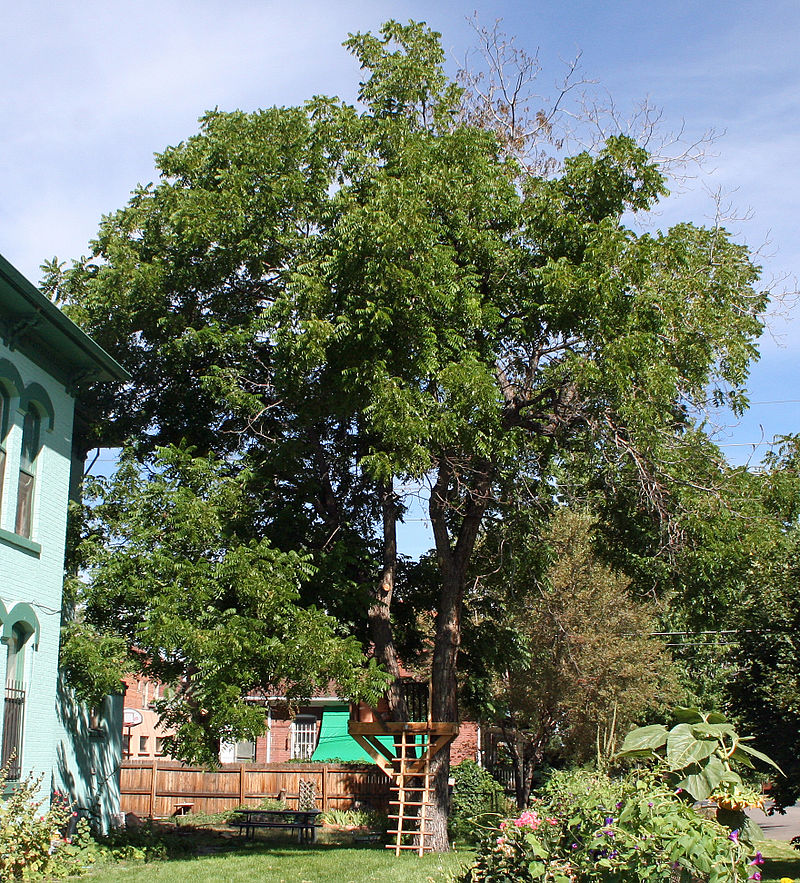 Identifying and Treating Common Tree Diseases: A Homeowner's Guide